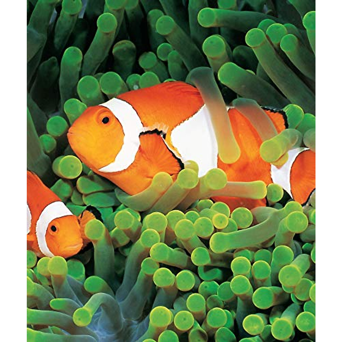 Dive Atlas of the World: An Illustrated Reference to the Best Sites (IMM Lifestyle Books) A Global Tour of Wrecks, Walls, Caves, and Blue Holes from Lawson Reef to the Red Sea to the Great Barrier