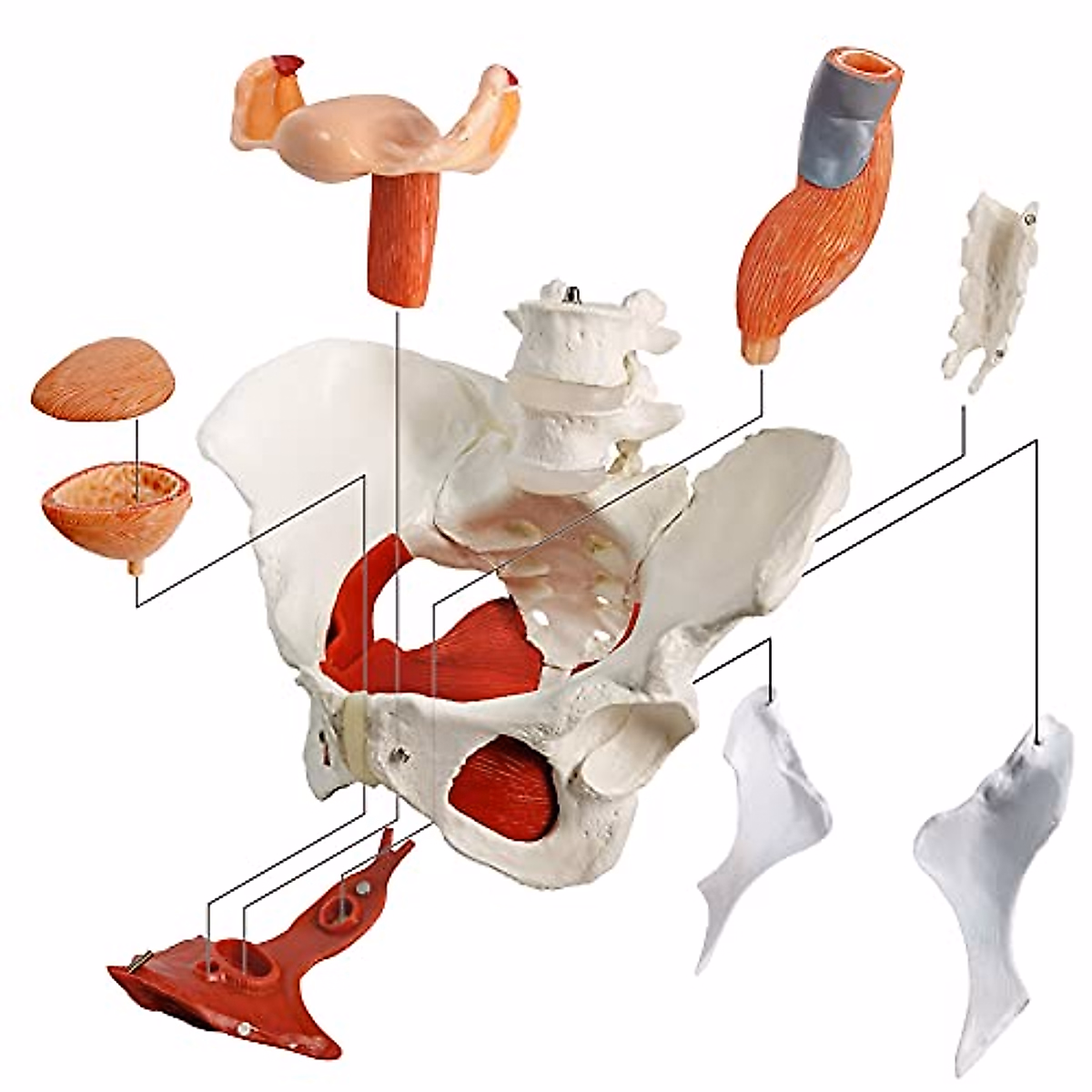Benilev Female Pelvis Model with Pelvic Floor Muscles Perineal Model Female Anatomy Model 1:1 Life Size Human Skeleton Medical Science Educational Equipment Anatomy Medicine