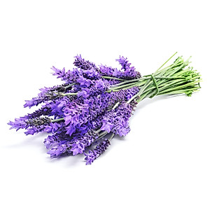 5000+ Lavender Seeds Non-GMO Heirloom Perennial Herb Seeds 90% Germination Lavender Seeds for Planting Indoors, Outdoors