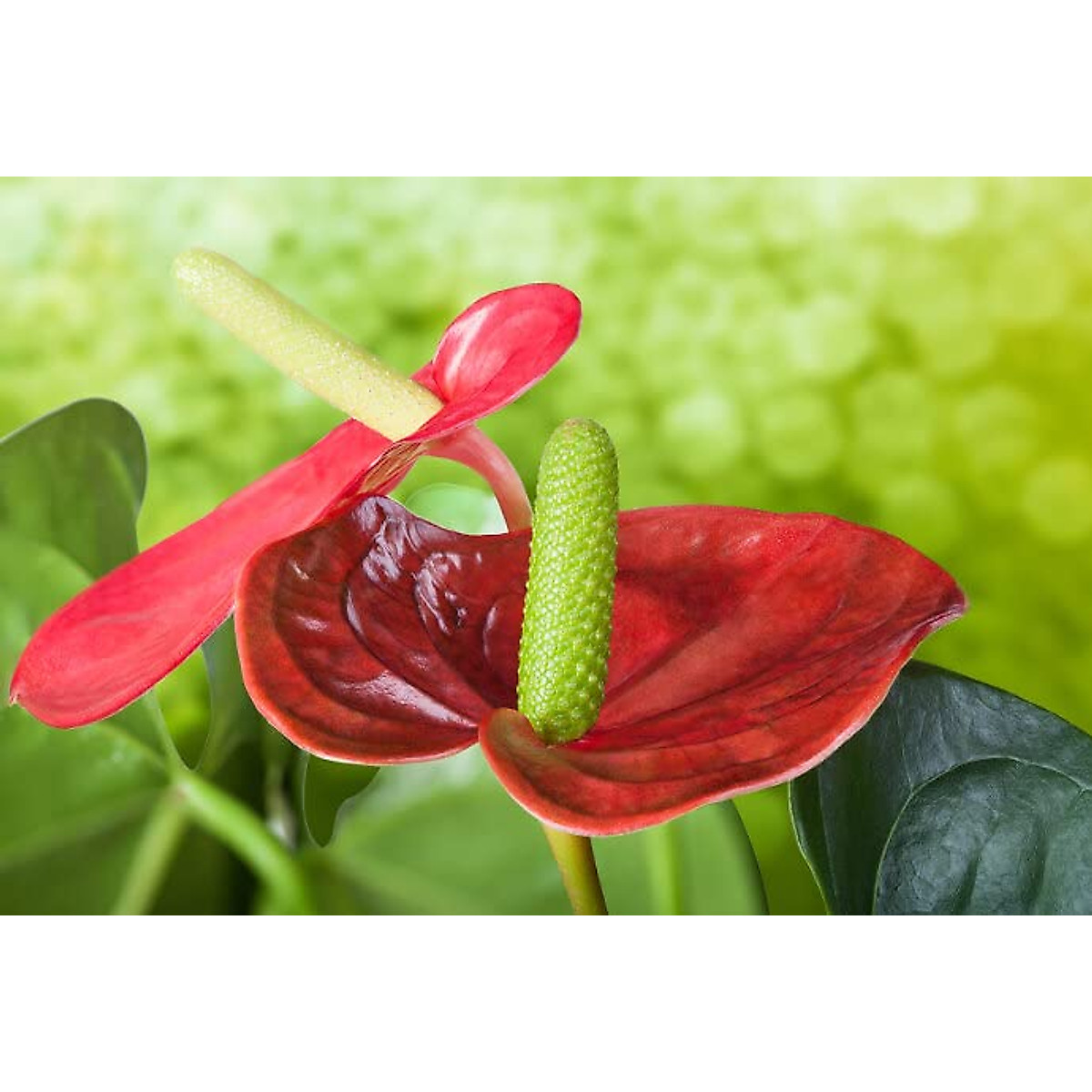 15 Red Anthurium Plant Seeds for Growing Indoor, Ornaments Perennial Garden Simple to Grow Pot
