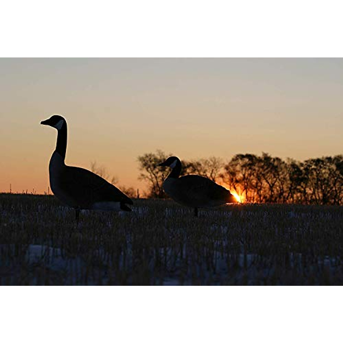 Flambeau Outdoors 8990FBU Storm Front 2 Canada Goose Decoys, Full Body Flocked Heads - 6-Pack