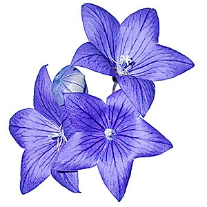 Outsidepride Balloon Flower Blue Platycodon Grandiflorus Garden Flower Seed - 2000 Seeds