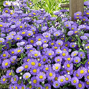 Outsidepride Aster Blue Garden Flower Plant Seed - 2000 Seeds
