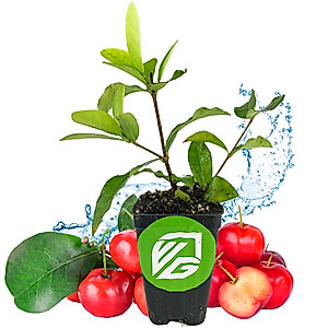 Barbados Cherry Live Plant (Acerola/Wild Crapemyrtle) - Malpighia emarginata - Wellspring Gardens Starter Plant - Healthy Live Plant - Compact Size Fresh Fruit, Ideal for Gardens & Containers