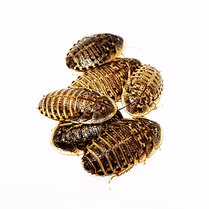 NutriCricket 100 Live Medium Dubia Roaches with Live Arrival