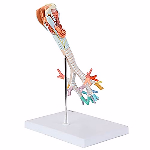 Axis Scientific Larynx, Trachea, and Bronchi Model