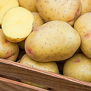 60 Yukon Gold Potato Seeds, Heirloom Long Storage Planting Ornaments Garden Perennials Simple to Grow Pots Gift
