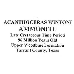 Ammonite Acanthoceras Split Polished Fossil Texas 96 MYO w/Label #16254 29o