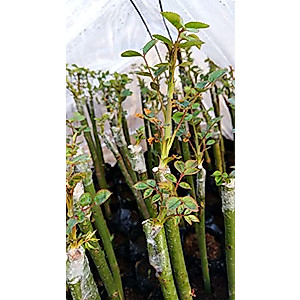 Liaogo Grafting Tape Grafting Film for Plants, 2 Pack Stretchable Garden Grafting Tape Plants Repair Budding Tapes for Floral Fruit Tree and Poly Budding Tape