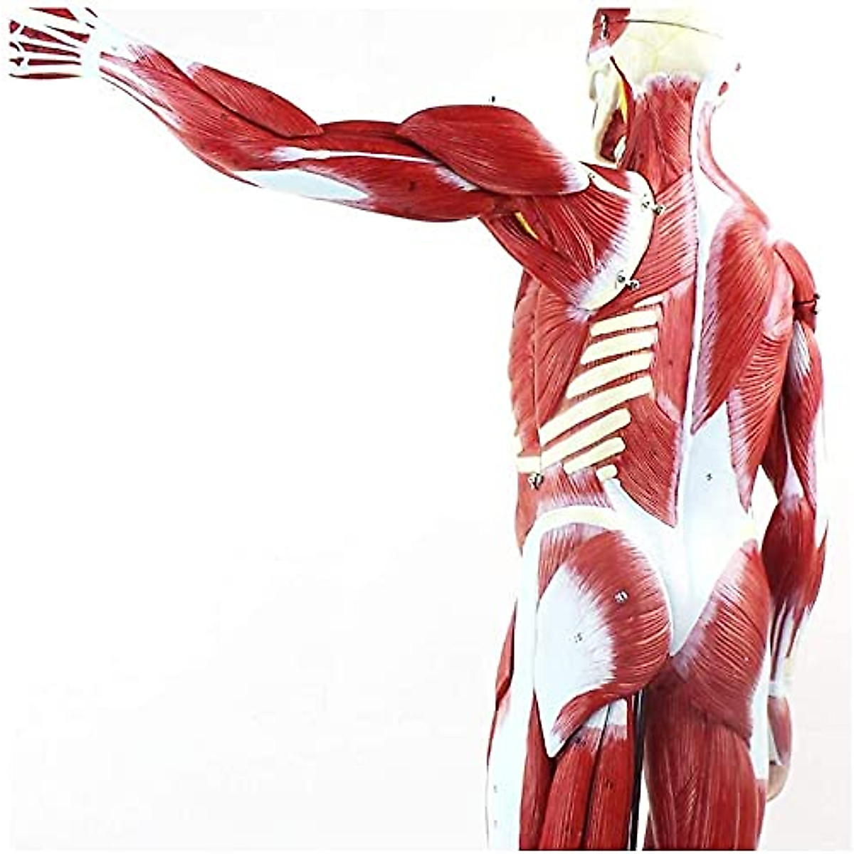 KINOFU Human Muscle Model Human Anatomy Science Models Detachable Human Muscle Model with Internal Organs Teaching Aids