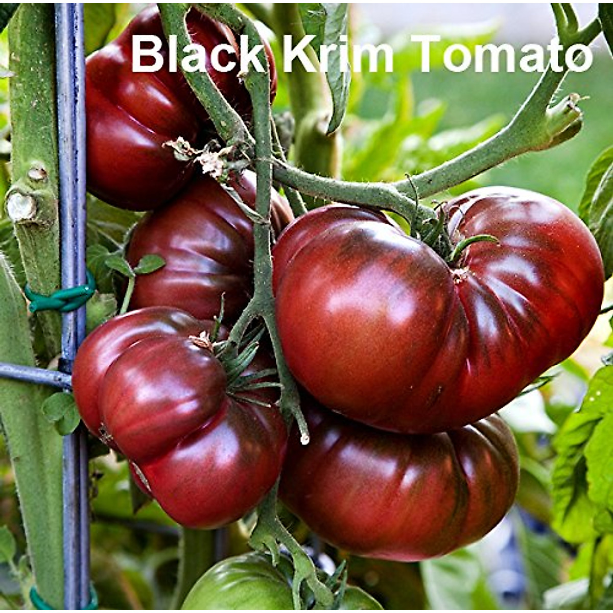 Mixed Seeds! 30+ Black Tomato Seeds, Mix of 9 Varieties, Heirloom Non-GMO, Black Prince, Cherokee Purple, Black Cherry, from USA
