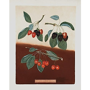 [Cherries] Bleeding Heart; Ox-Heart; Maple-Heart