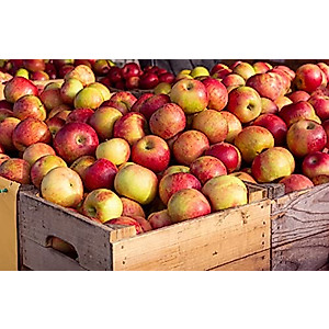 5 Honeycrisp Apple Seeds Fruit Tree for Your Garden Planting Outdoors, Tropical Fruit Sweet Heirloom Seeds Vine