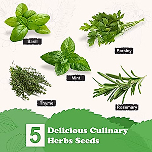 Indoor Herb Grow Kit, 5 Herb Seeds Garden Starter Kit with Complete Planting Kit & Wooden Flower Box, Growing into Basil, Parsley, Rosemary, Thyme, Mint for Kitchen Windowsill Herb Garden DIY