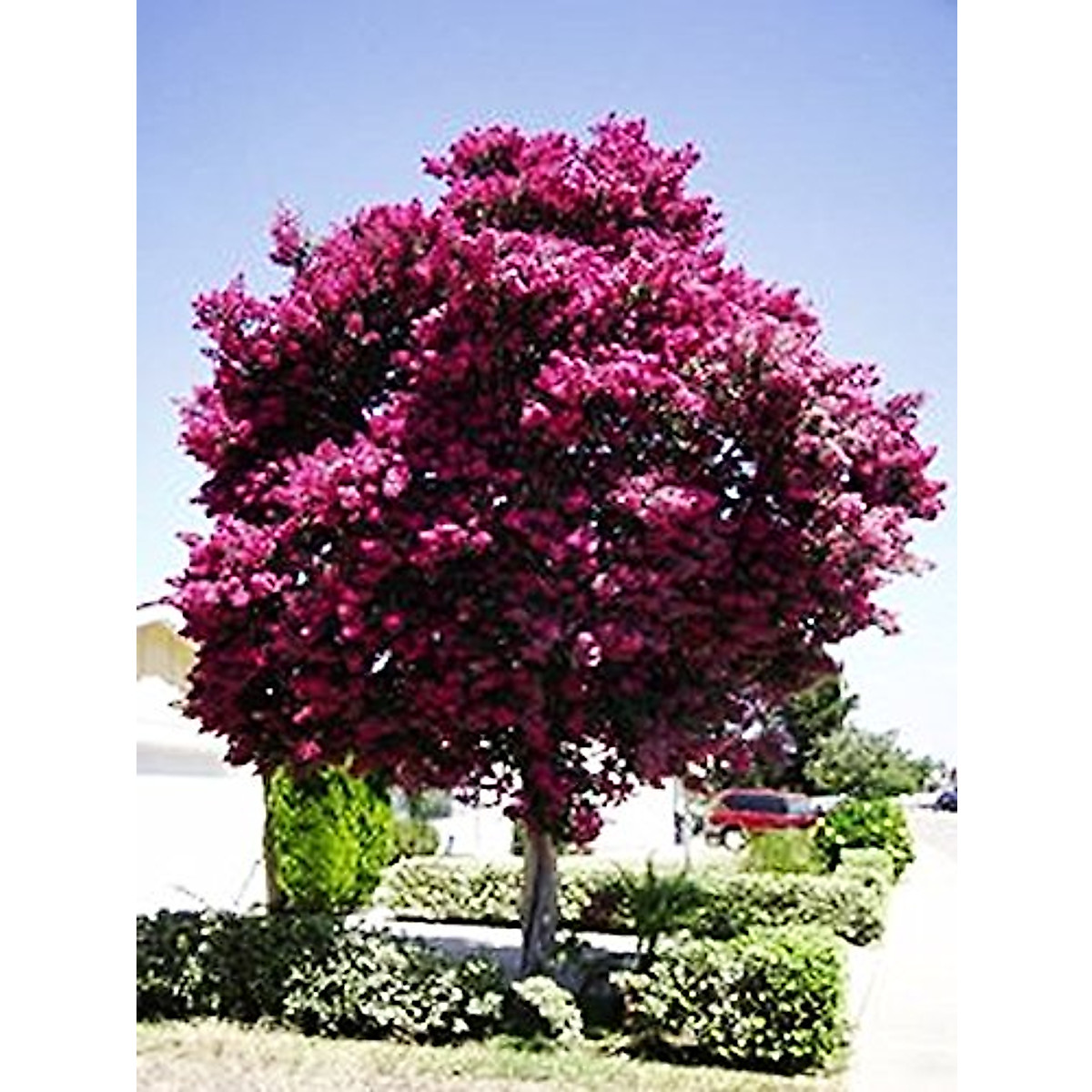 Large Twilight Crape Myrtle, 2-4ft Tall When Shipped, Matures 22ft Tall, 1 Tree, Rich Sunset Purple/Pink (Shipped Well Rooted in Pots with Soil)