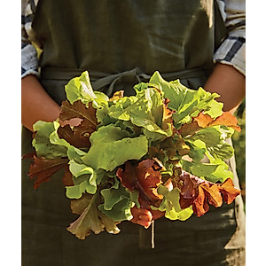 Burpee Looseleaf Blend Lettuce Seeds 1500 seeds