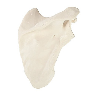 Axis Scientific Shoulder Anatomy Model of Right Scapula Bone | Shoulder Blade Model Details Skeletal Anatomy of Scapula | Scapula Model Shows Bony Landmarks and Anatomical Detail