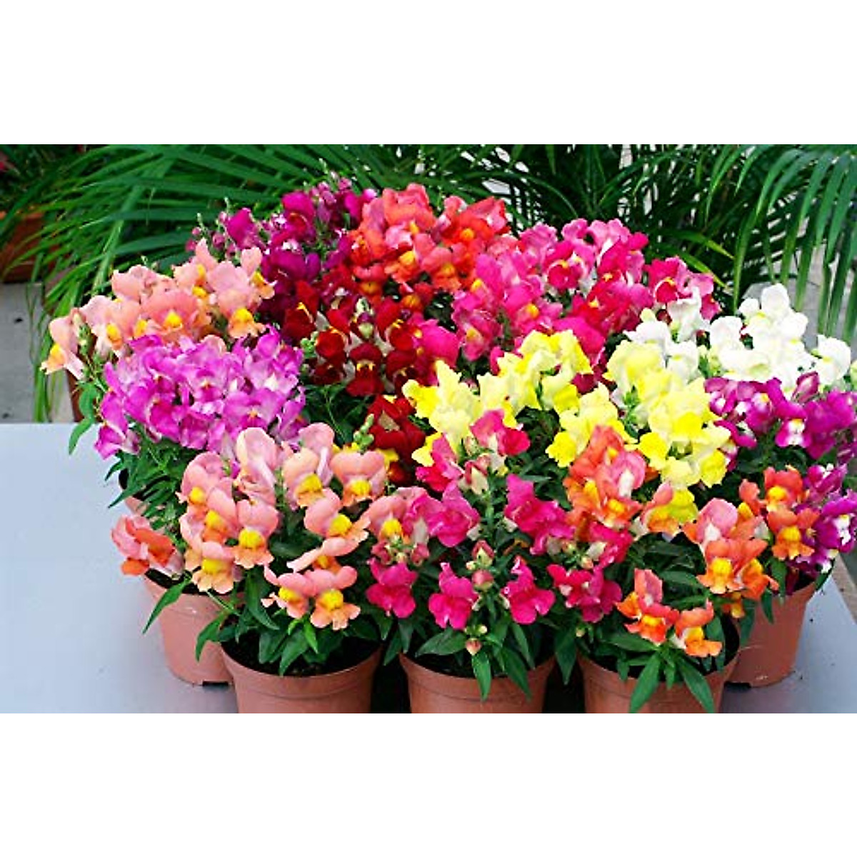 Snapdragon Seed Mix for Planting Dragon Flowers Lion's Mouth Low Height About 1000 Seeds
