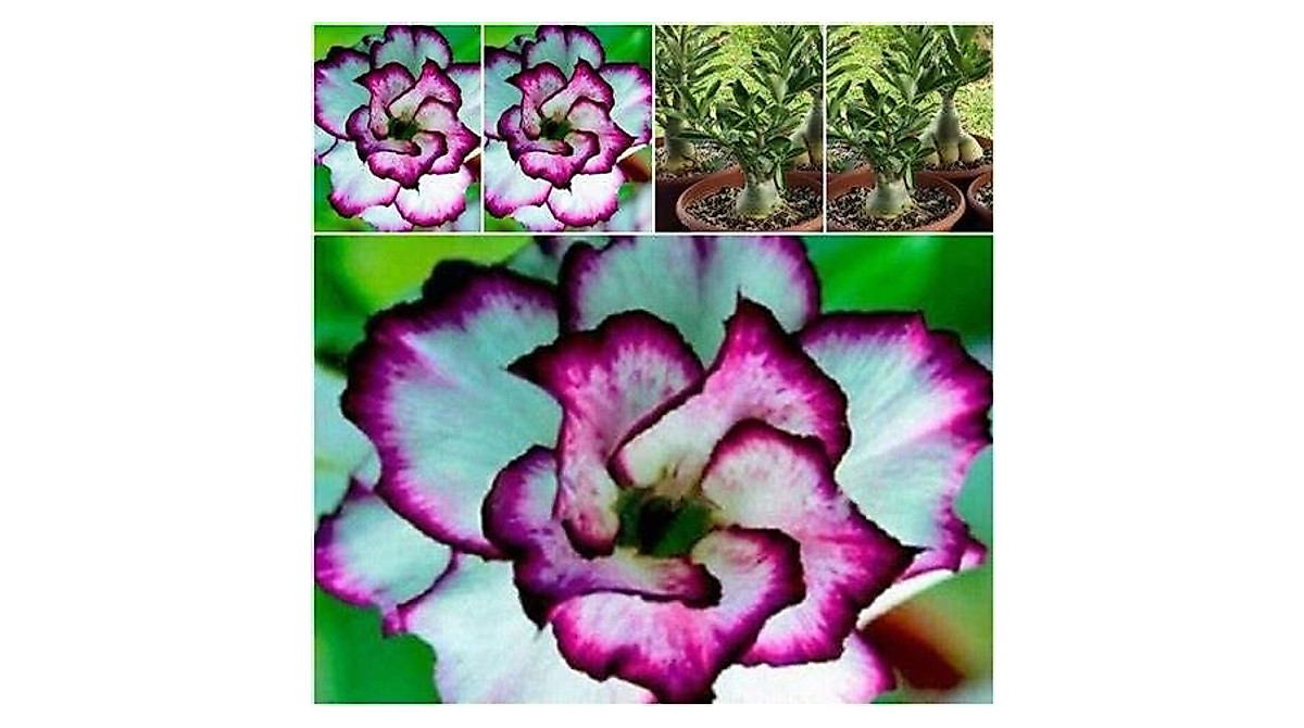 RAW WATTS Mixed Color Adenium Obesum Seeds - 30 Count