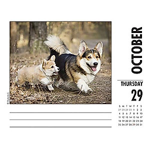 Just Corgis 2021 Box Calendar (Dog Breed Calendar)