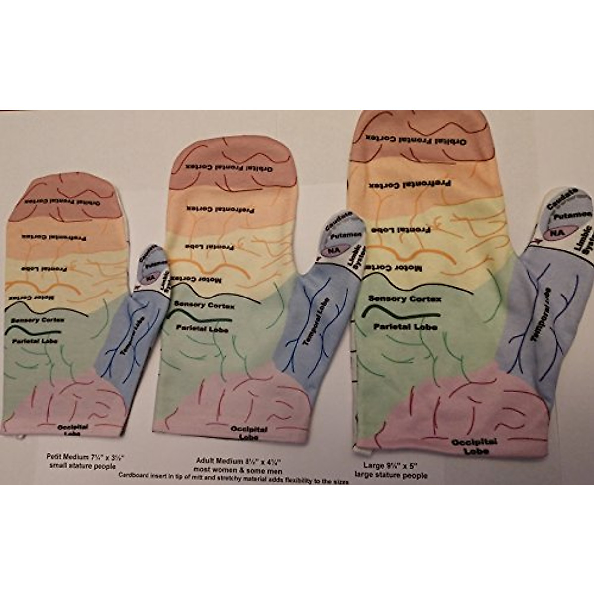 Handy Brain Model B-1.2 (adult medium)