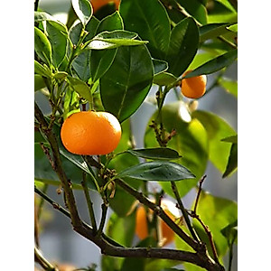 Calamansi Plant Live Kalamansi Calamondin Fruit Tree 2 Inch to 3 Inch Seedling Planting Ornaments Perennial Garden Simple to Grow Pots
