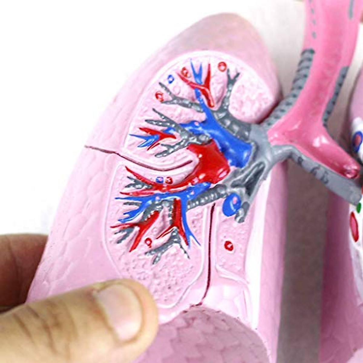Anatomy Model Human Respiratory System Model -Removable Human Organ Anatomical Anatomy Model -Human Internal Organs Nasopharyngeal Anatomy Respiratory Lung Structure Teaching Model