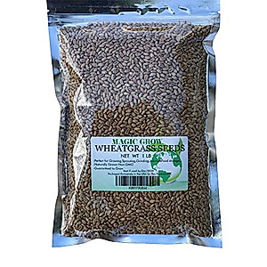 Wheat Grass Seed 1lb - Guaranteed to Grow