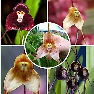 80-Monkey Face Orchid Plant Seeds