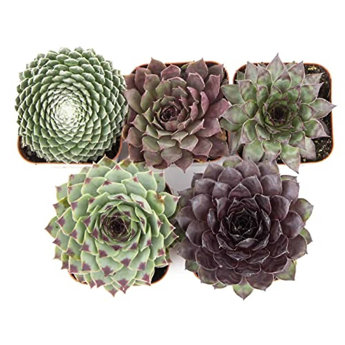Sempervivum Succulents Plants Live Indoor Plants (5PK), Sempervivum Plants Live Houseplants, Hen and Chicks Live Plants Indoor House Plants, Rosette Succulent Plants in Plant Pots by Plants for Pets