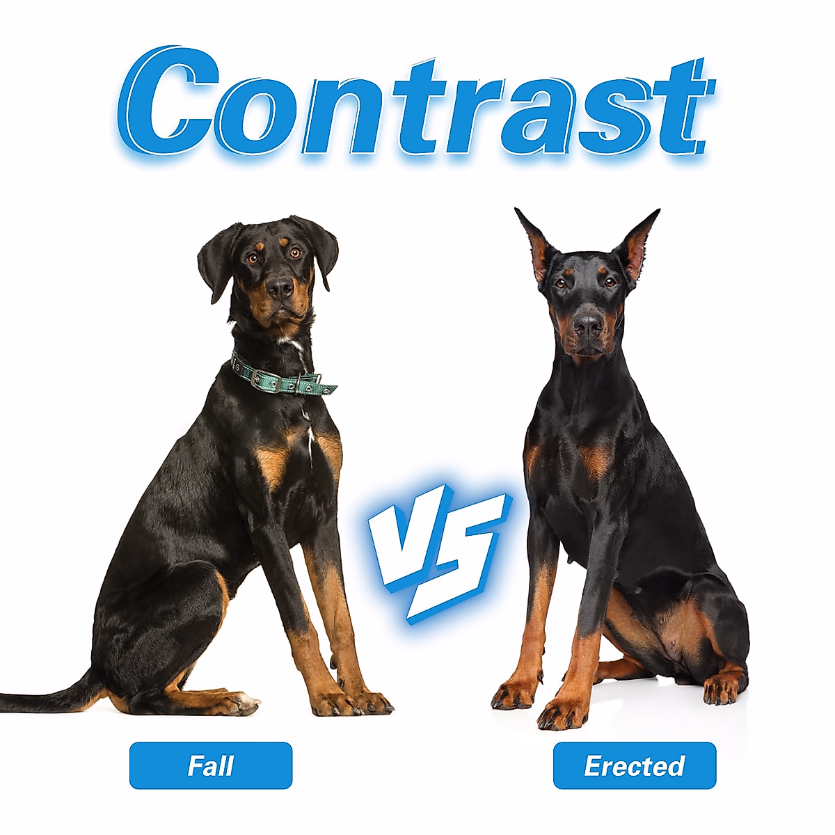 KeaJuidy Dog Ear Posting Kit, Dog Ear Stand Up Support Tool Two Ways, Dog Ear Stick Foam Tape Dog Supplies Dog Ear Fixed Correction Vertical Holder for Doberman Pinscher Dog Samoyed Corgi