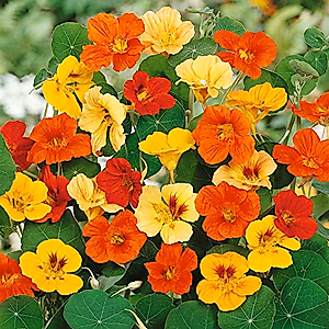 Outsidepride Tropaeolum Nasturtium Flower Seed Mix Climbing Flowering, Dwarf - 1/4 LB