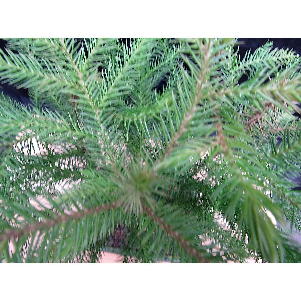 Norfolk Island Pine Bonsai Tree (Medium)