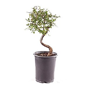 Brussel's Bonsai Live Chinese Elm Outdoor Bonsai Tree 5 Years Old 6"-8" Tall in Plastic Grower Pot, Small