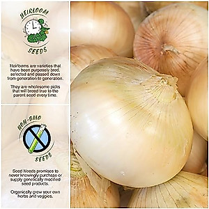 Seed Needs, Walla Walla Onion Seeds - 450 Heirloom Seeds for Planting Allium cepa - Long Day, Non-GMO & Untreated (1 Pack)