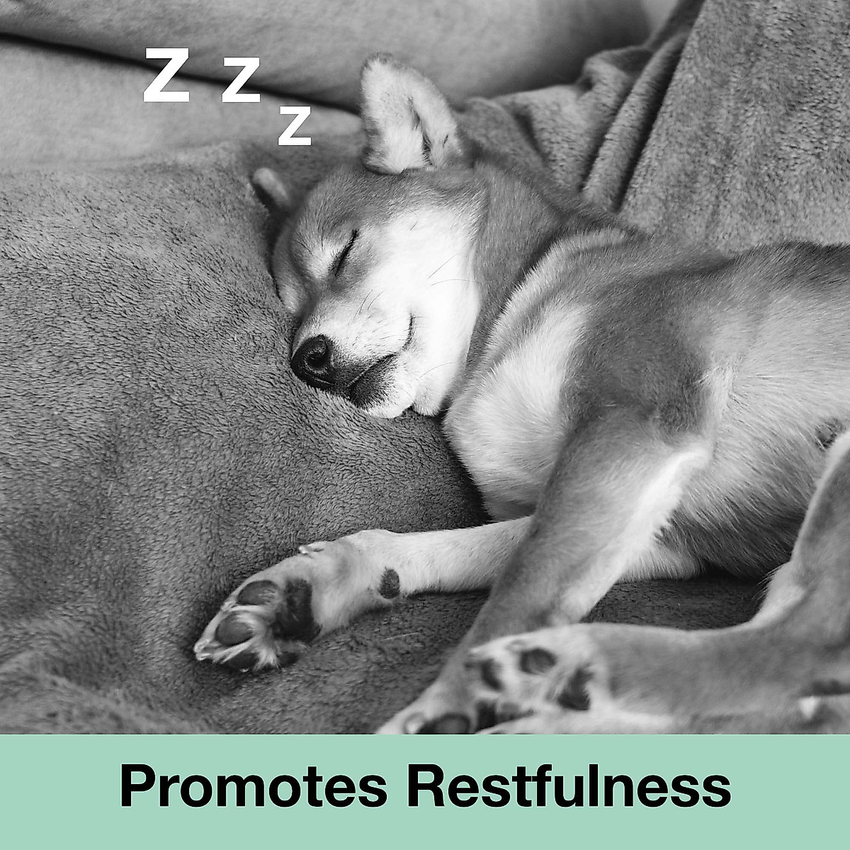 Nutriline Labs Calm EZ Calming Dog Chews - Calming Chews for Dogs with Chamomile, Melatonin & Ginger - Help Aid Stress Relief During Travel, Grooming, or Separation - Beef Flavor, USA Made, 60 Count