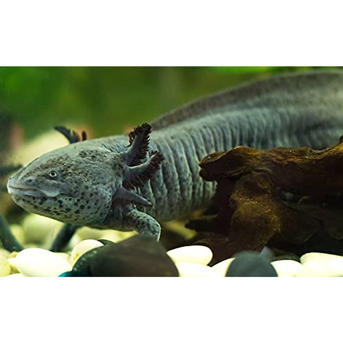 AQUATICBLENDEDFOODS ABF Axolotl Food Mix, Soft BITS & Mini Sticks,Bloodworm,Earthworm,Krill,ABF284 (3oz) - Heat Sealed for Freshness - 24HR Ship