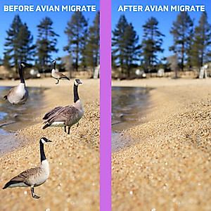 Avian Migrate Goose Deterrent, Bird Repellent Concentrate, Geese Repellent, Non-Toxic, Made in The USA, Removes Geese from Beaches, Yards, Ponds, Parks and Ground (1/2 Gallon)