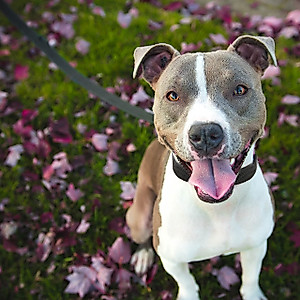 ATICNECH Slip Lead Dog Leash - 20 pcs Colorful 6 FT Short Dog Leashes with O-Ring for Small Large Dogs Puppy Cats Walking Training Running Rescues Grooming Shelter,etc.