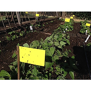 The Original Sticky Strip 3" x 5" Yellow (100Pack)