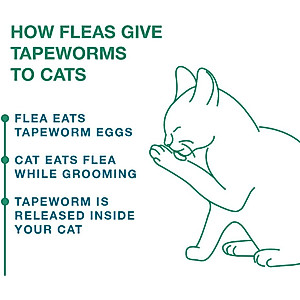 Bayer Expert Care Tapeworm Dewormer for Cats and Kittens