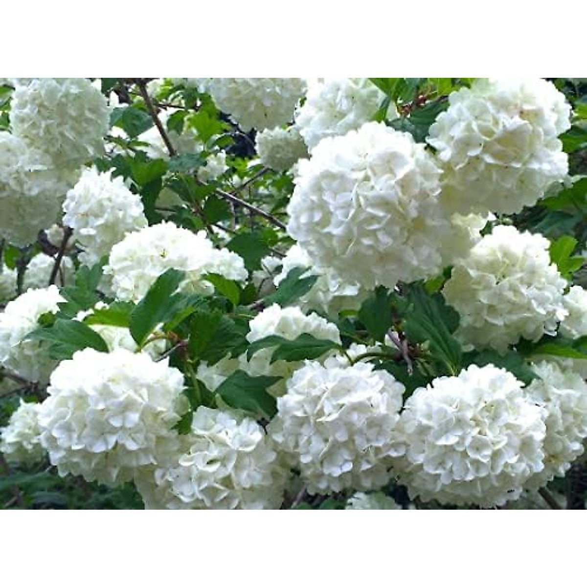 TriStar Plants - Viburnum 'Common Snowball'- 1 Gallon Trade Pot, Viburnum opulus sterile, Live Plant, White Spring Blooms