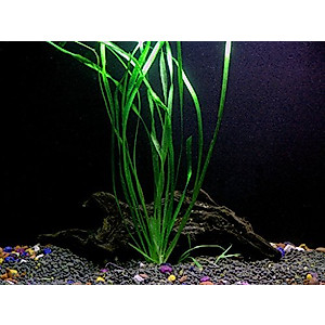 30+ Stems - 8 Species - - Anacharis, Amazon, Rotala, Ludwigia and More!