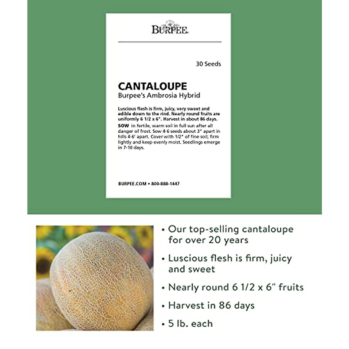 Burpee Ambrosia Cantaloupe Melon Seeds 30 seeds