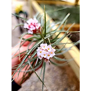 Large Air Plants - 1 Hybrid No. 1-4 to 6 Inch Air Plant - Color & Form Varies by Season - 30 Day Guarantee on Tillandsia from The Drunken Gnome (1, One Size 4-6")