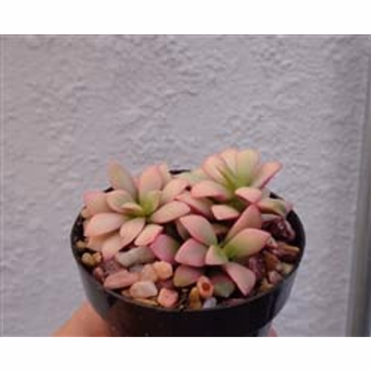 CTS AIR PLANTS Anacampseros Sunrise Succulents Small Cluster Anacampseros Telephiastrum Variegata