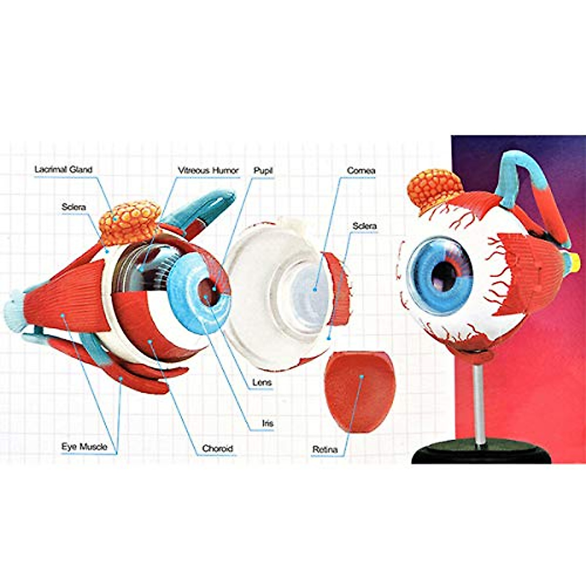 OUBO 4D Anatomical Human Eyes Structural Model Anatomy Medical Teaching School
