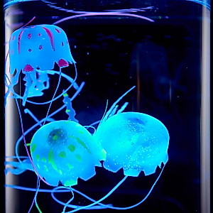Jellyfish Aquarium