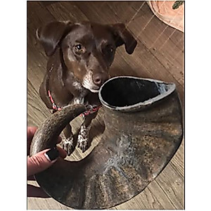 WhiteTail Naturals - Water Buffalo Horns for Dogs (Monster XX-L) All-Natural Dog Bone - Long Lasting Chew Toy for Aggressive Chewers and Teething Puppies