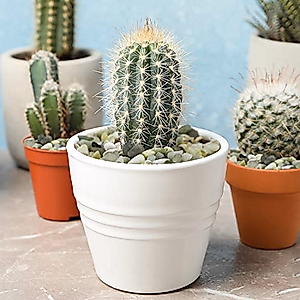 YISZM 2 LB Succulent and Cactus Jade Pebbles, 3/8 Inch Natural Decorative Polished Stones, River Rocks for for Indoor Plants, Vases, Planters and Outdoor Gardening